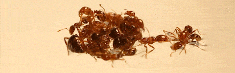 Fire Ant Rafts Form Thanks to a Force Known as the ‘Cheerios Effect ...